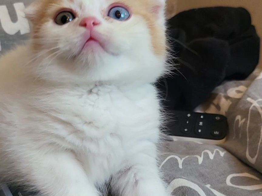 Шотландский Вислоухий котёнок с разными глазками