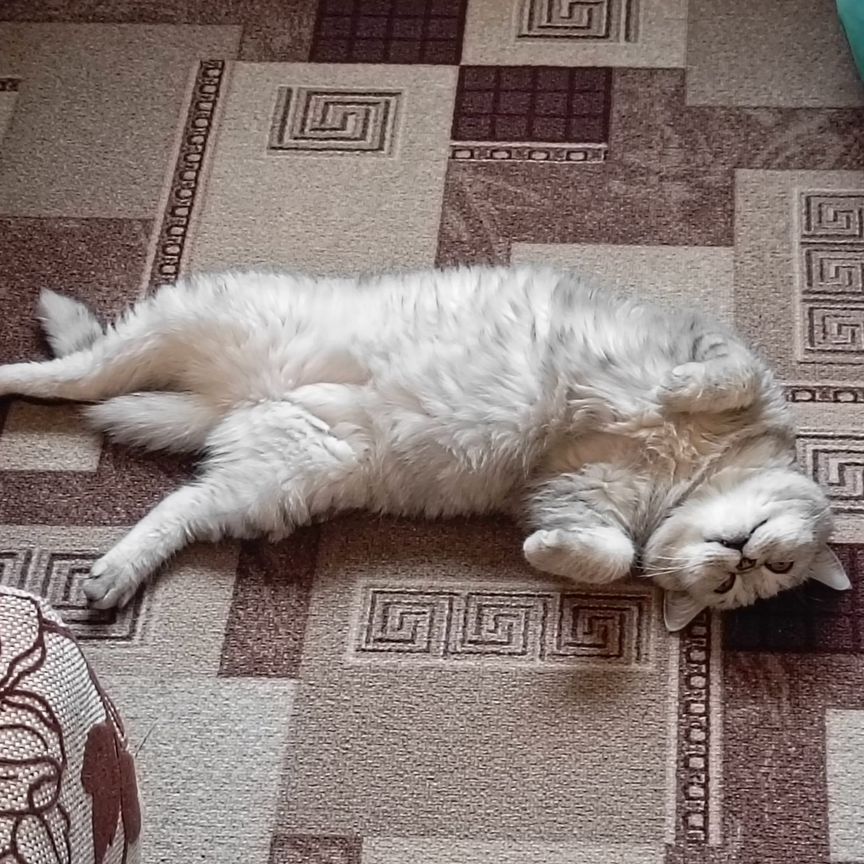 Отдам кошку в добрые руки