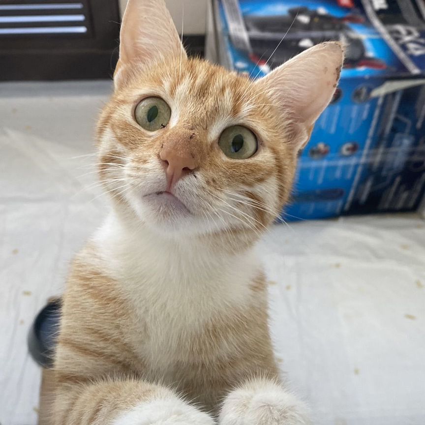Кошки