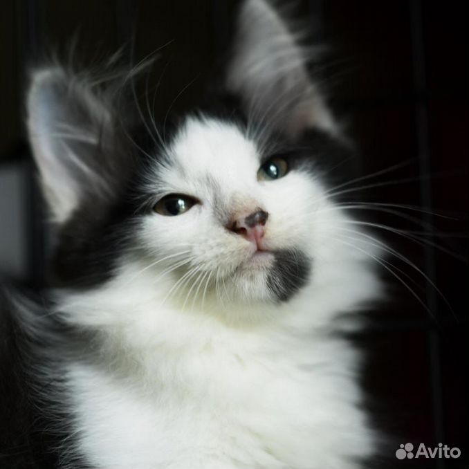 Котенок Амур в добрые руки