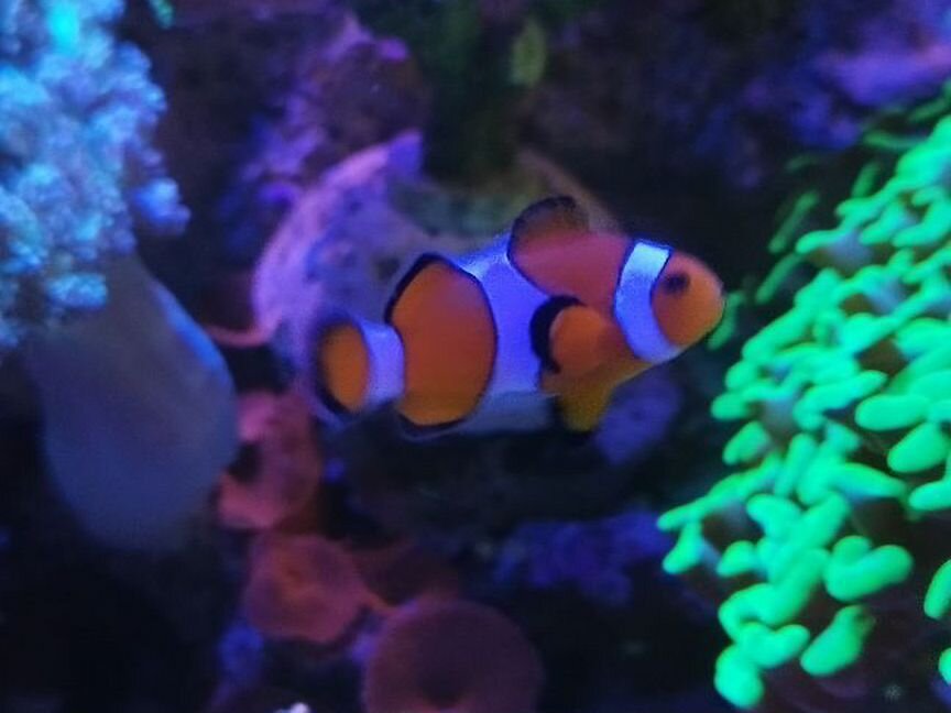 Клоун осцелярис