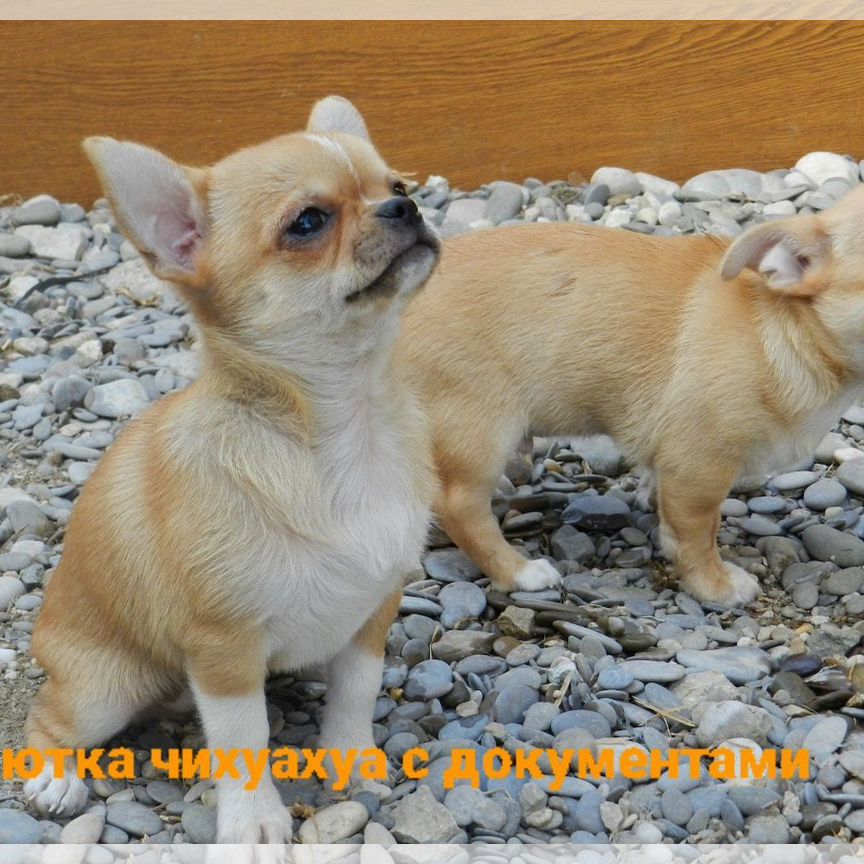 Щенки чихуахуа
