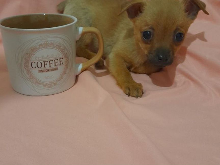 Продаю щеночка той-терьера