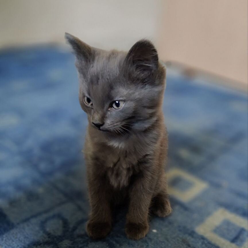 Милый, игривый котёнок
