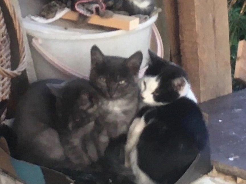 Котята ищут дом