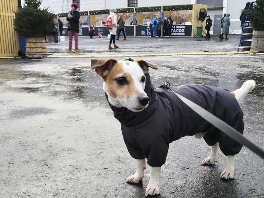 Зимний комбенизон для собаки, мальчик, размер S