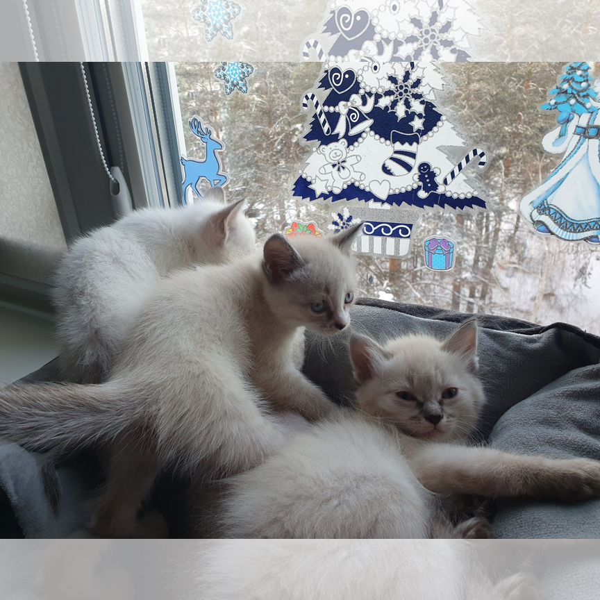 Невский маскарадный котёнок