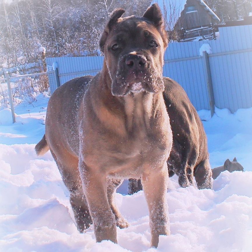 Кане-корсо, щенок