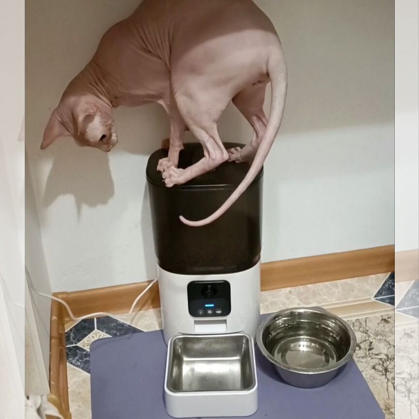 Автокормушка для кошек