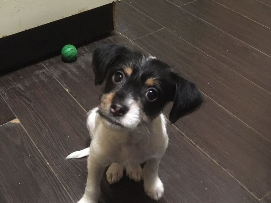 Отдам женка