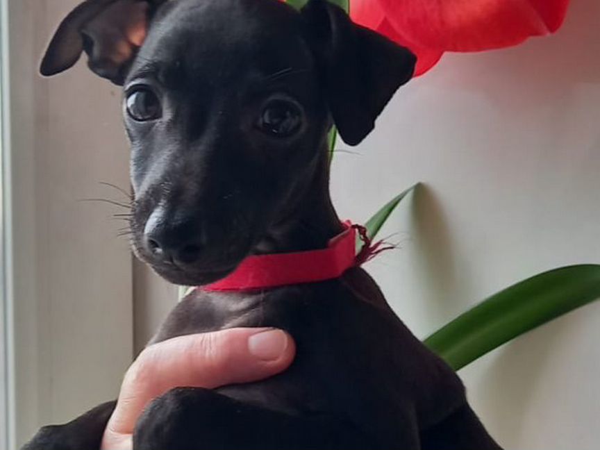 Изумительная девочка левреточка