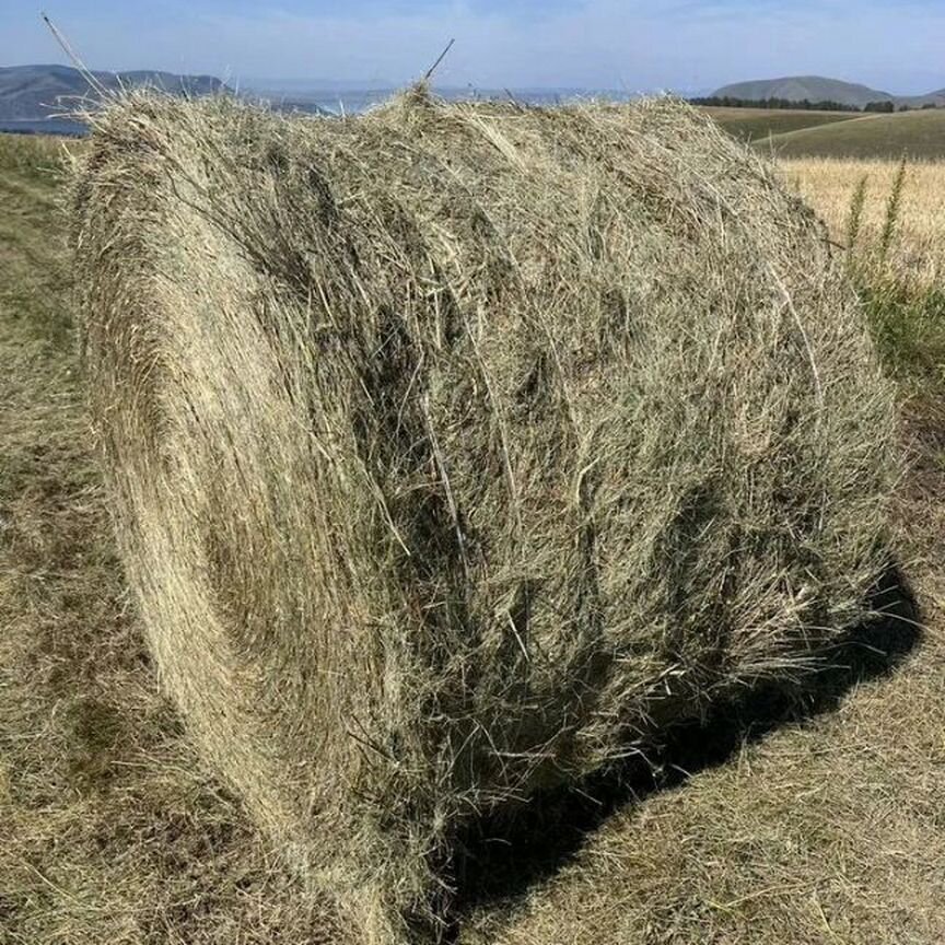 Сено в рулонах