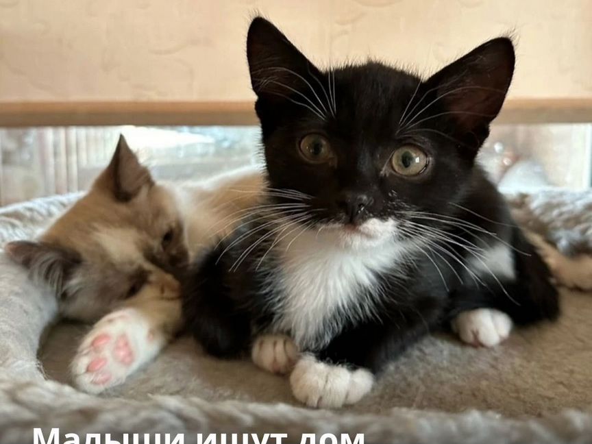 Котята