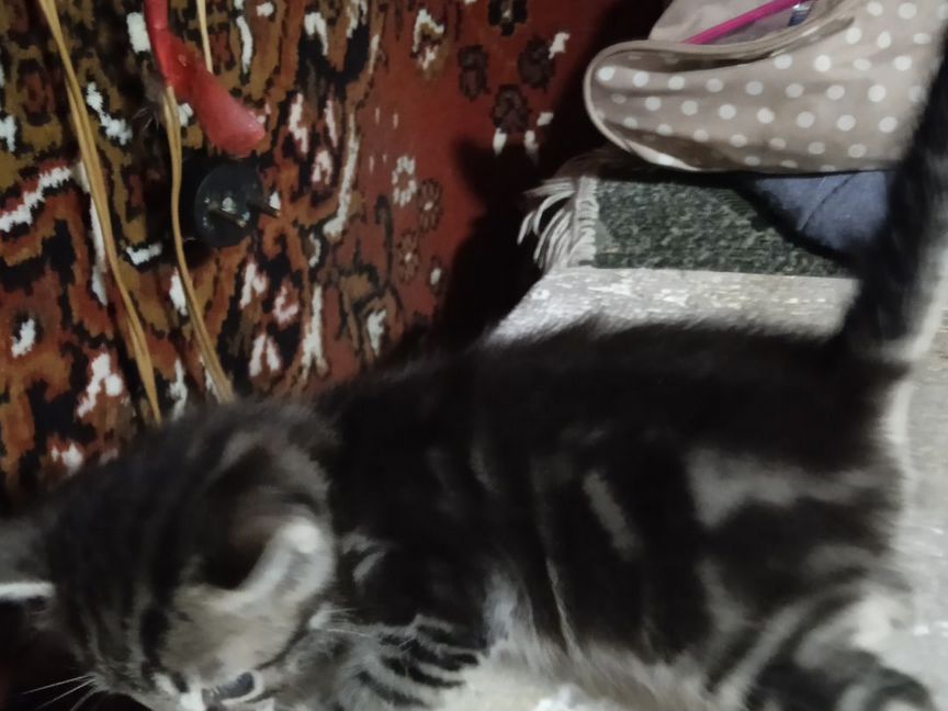 Котята от тайский мамы