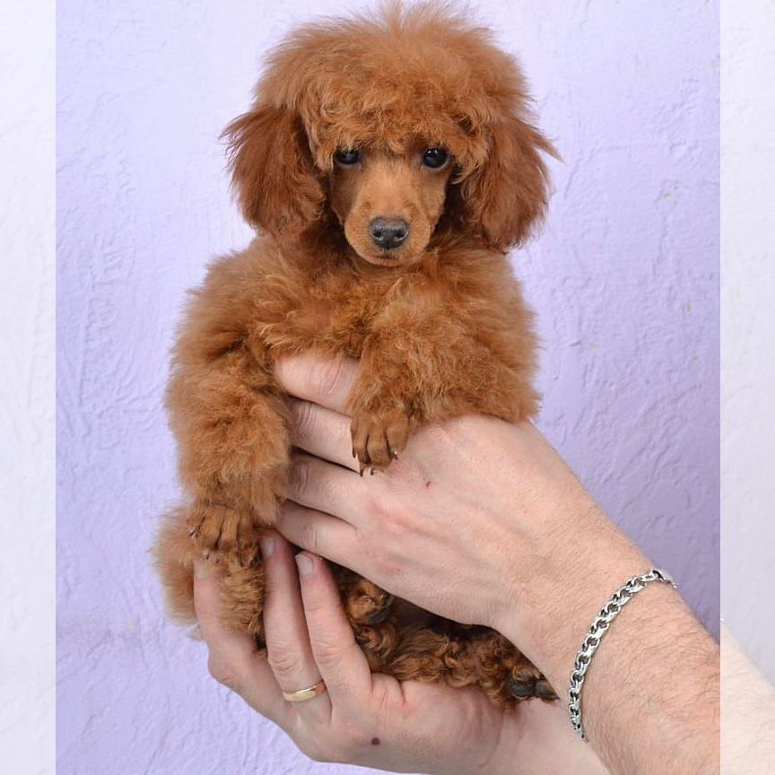 Той-пудель, щенок