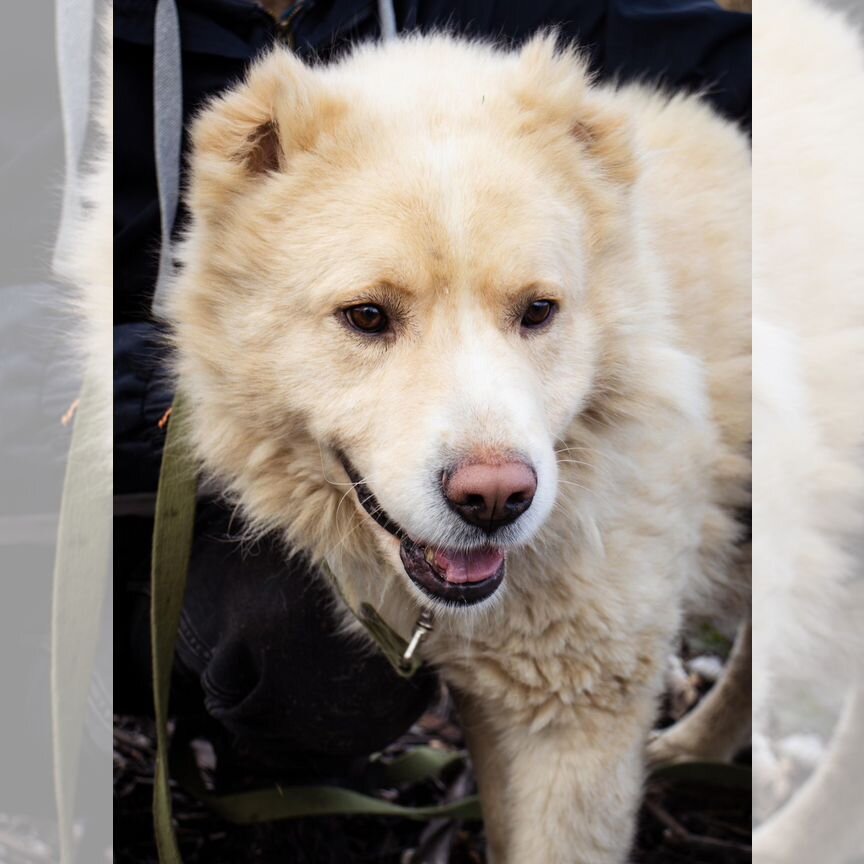 Персиковый красавец с розовым носом ищет дом