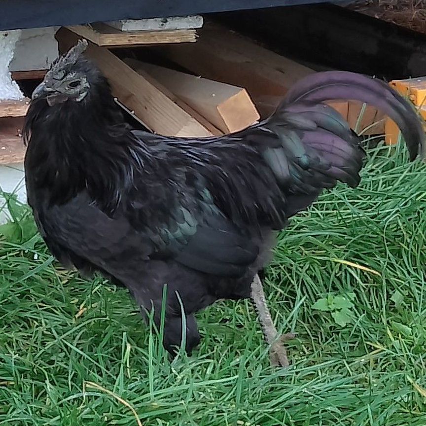 Петух порода Ухейилюй