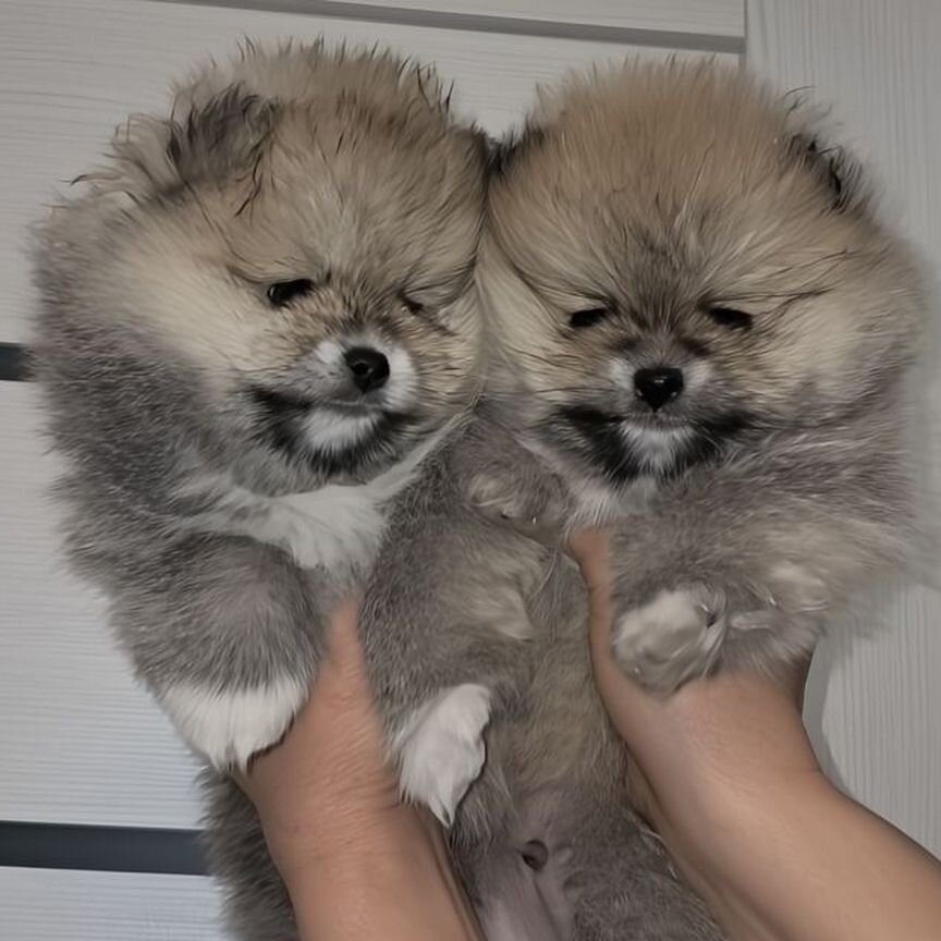 Померанский шпиц, щенок