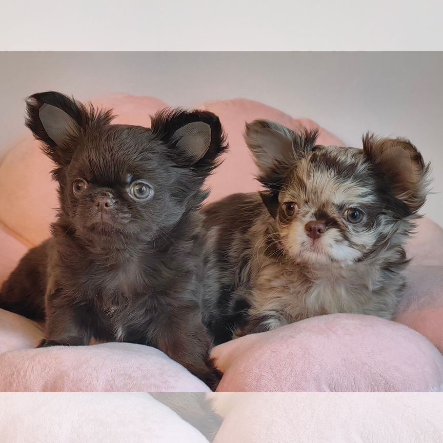 Чихуахуа, щенок