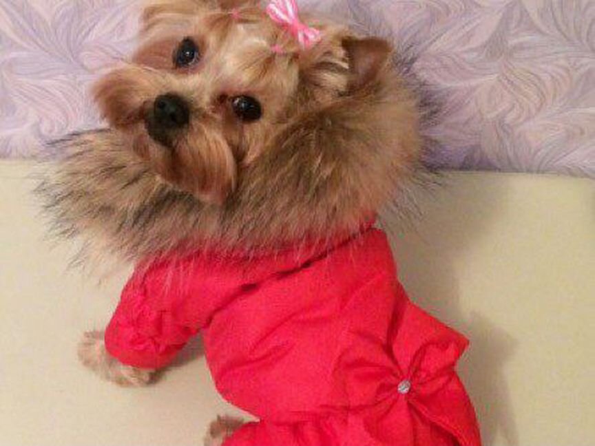 Комбинезон для собак