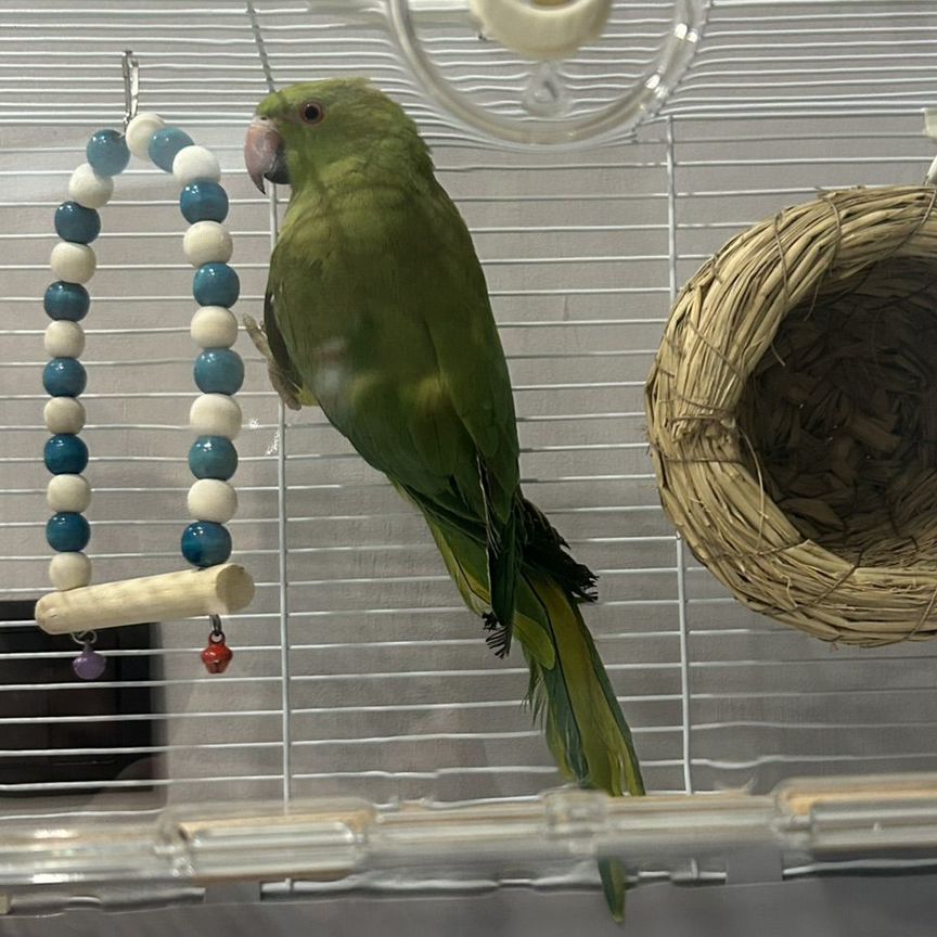 Ожереловый попугай