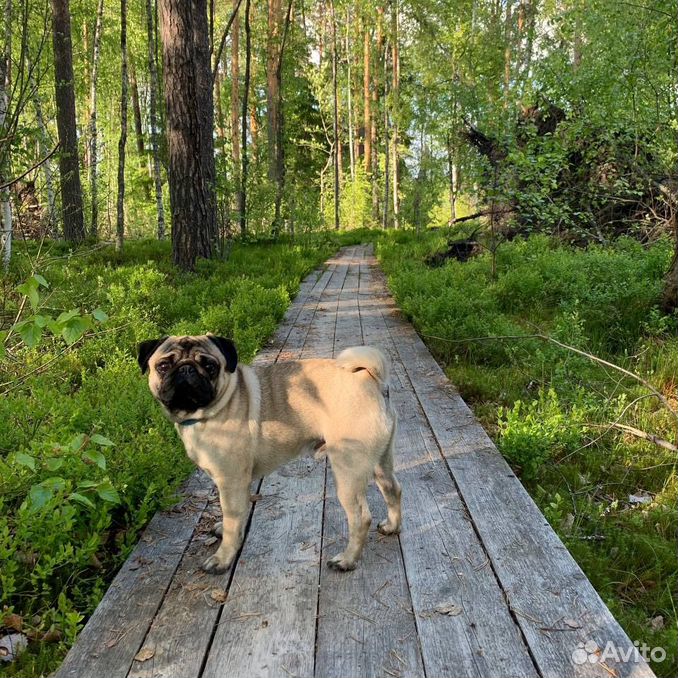 Мопс вязка мальчик