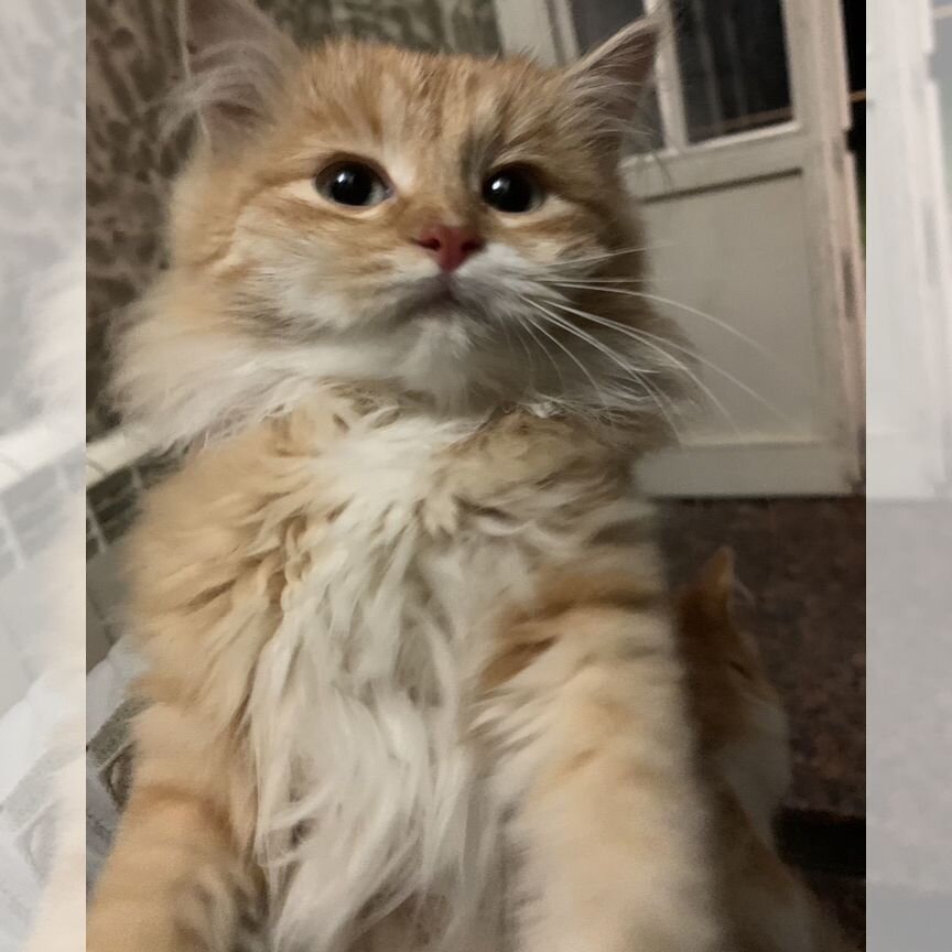 Котёнок от частного владельца