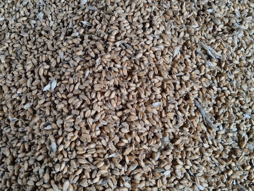 Зерно пшеница ячмень