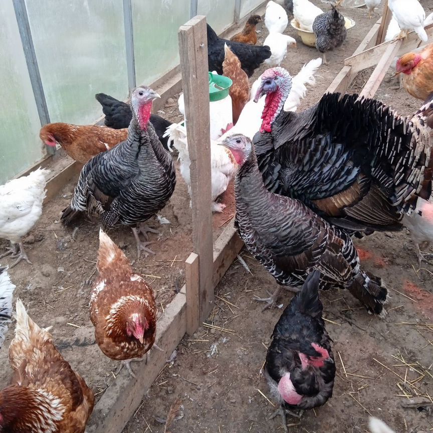 Индюки семья