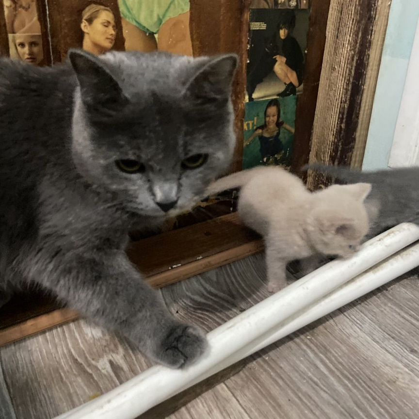 Котёнок в добрые руки