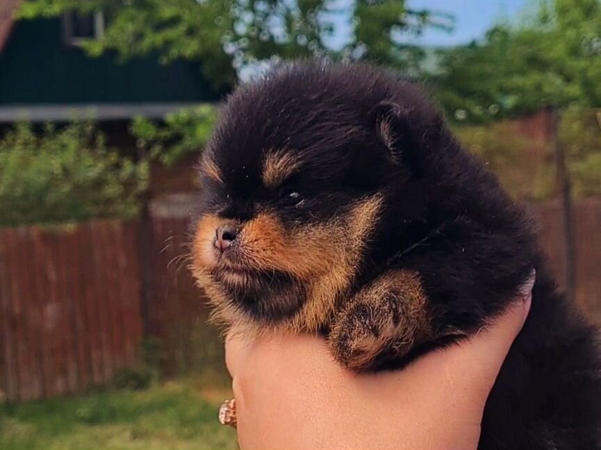 Шпиц мимимишка мини