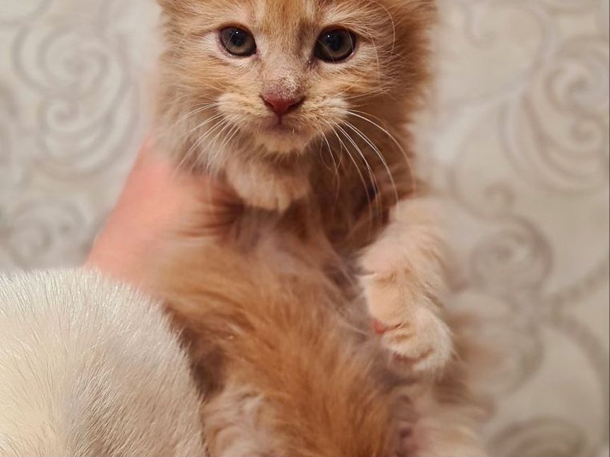 Супер котик Мейн-кун