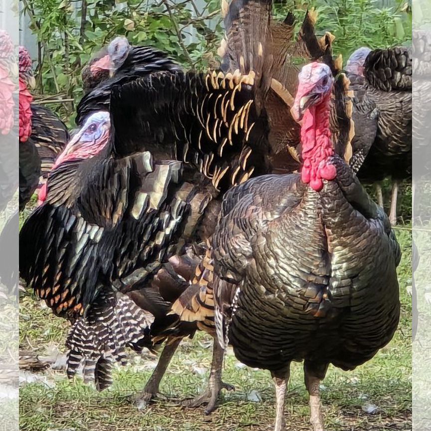 Дикая Американская Индейка/индюшата/индюки