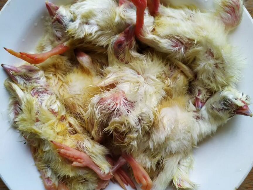 Корма для животных