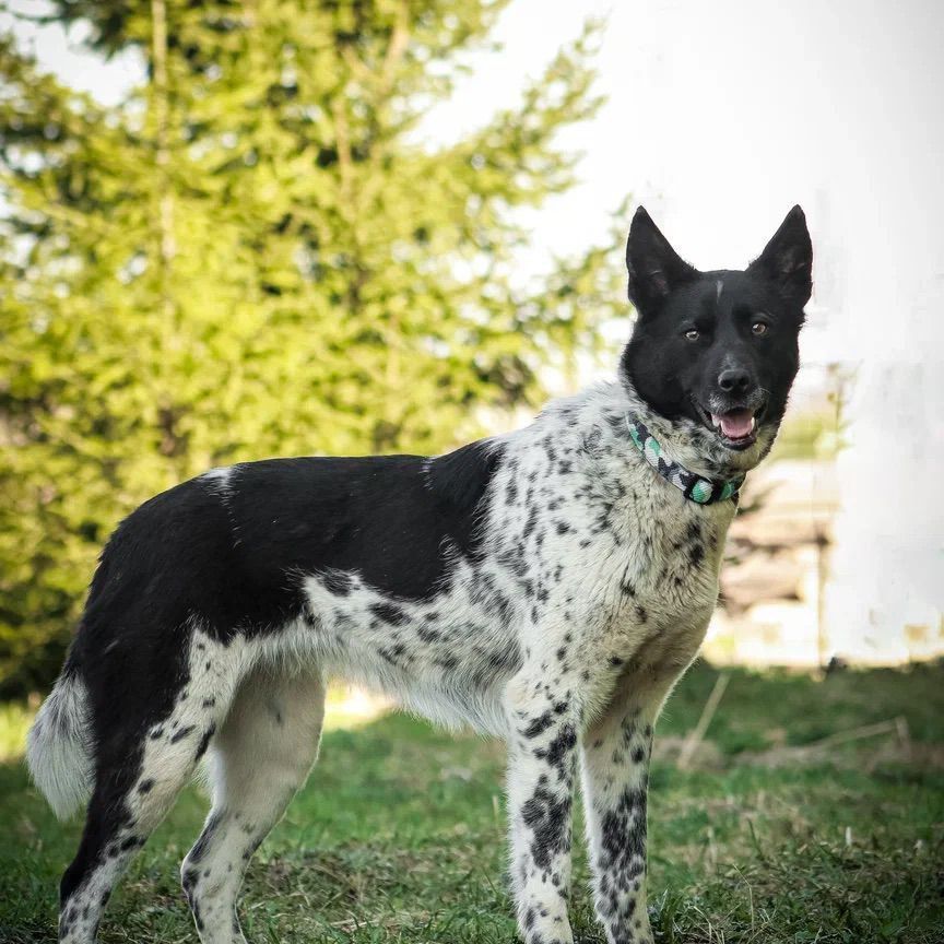 Взрослая собака в добрые руки