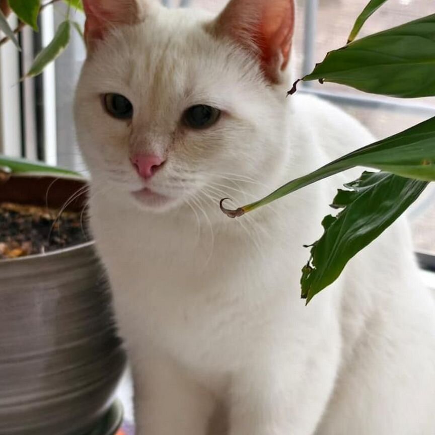 Взрослая кошка в добрые руки