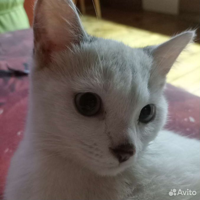 Сибирская кошка помесь