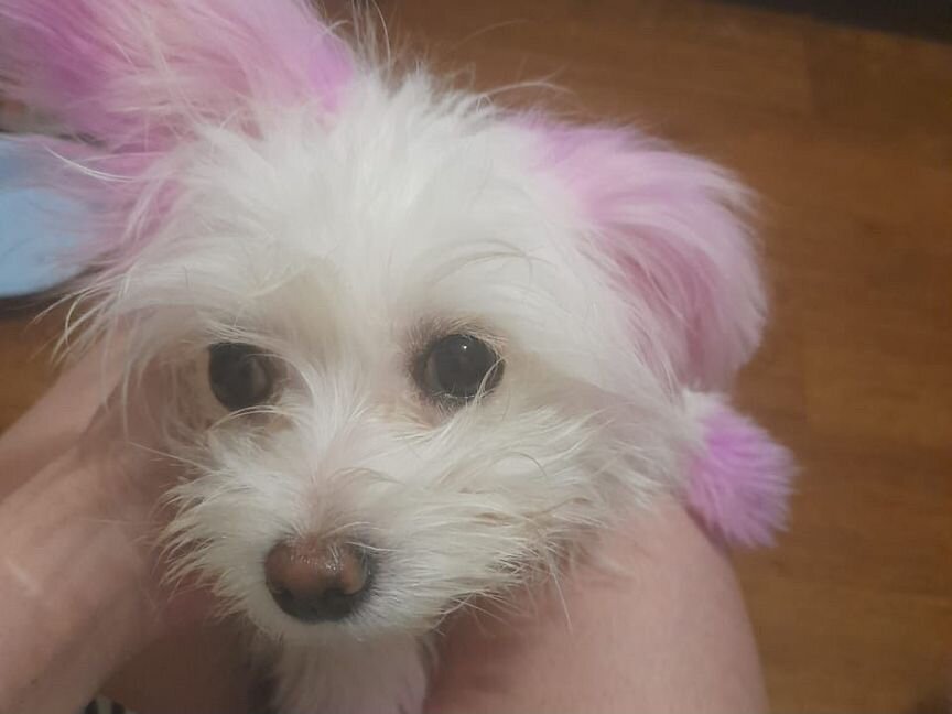 Мальтийская болонка