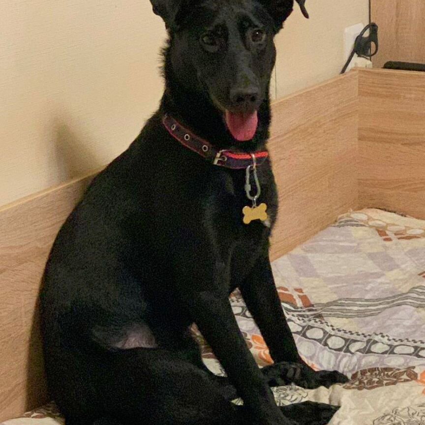 Боню вернули на улицу