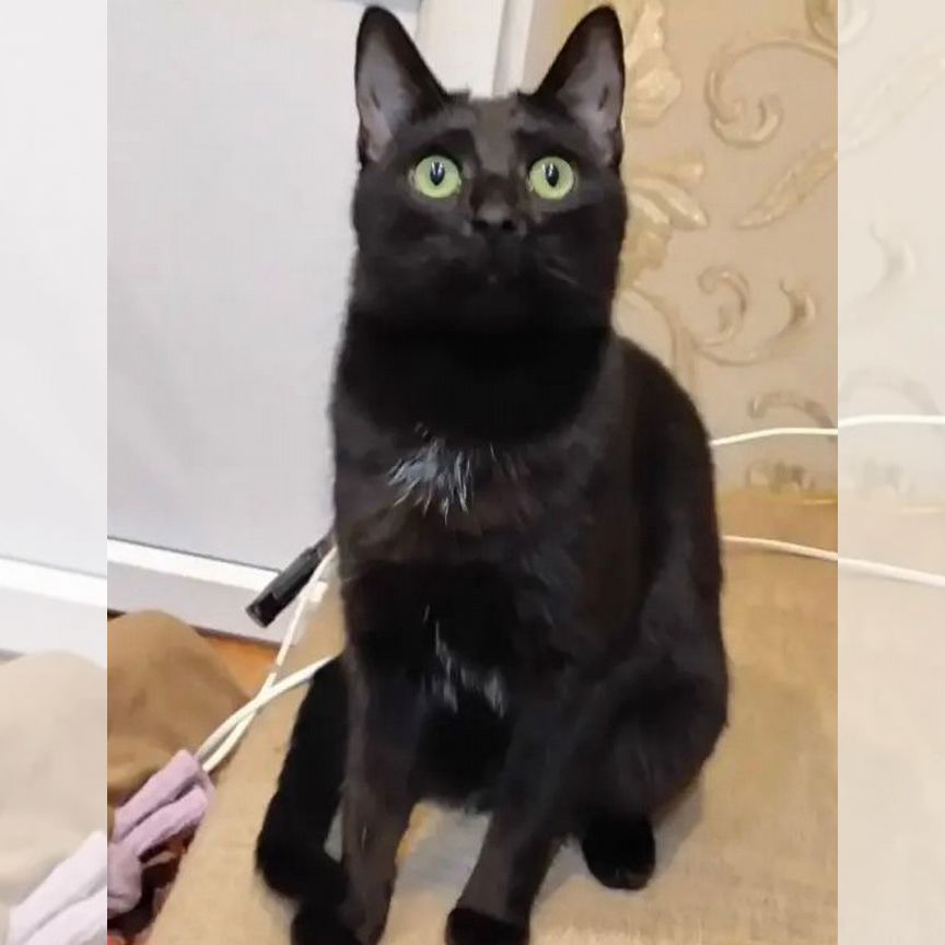 Взрослая, кошка в добрые руки