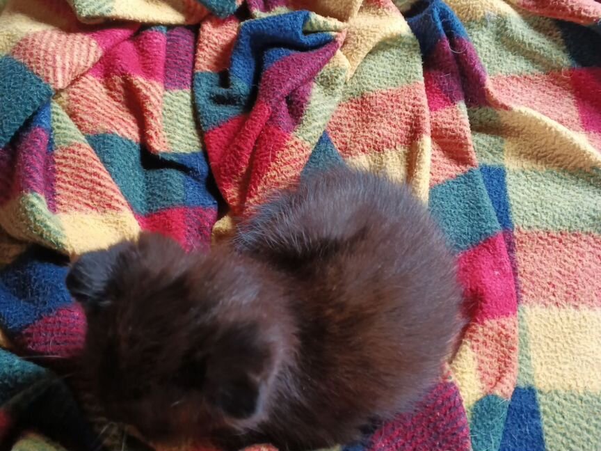 Симпатичные котята