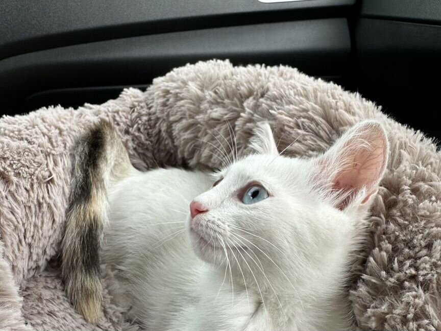 Белый котенок девочка