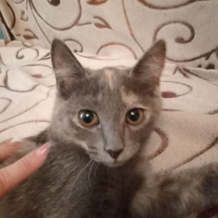 Шотландская смесь