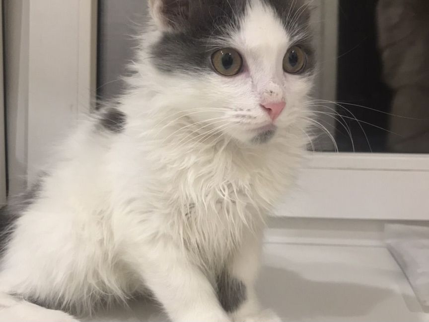 Котёнок