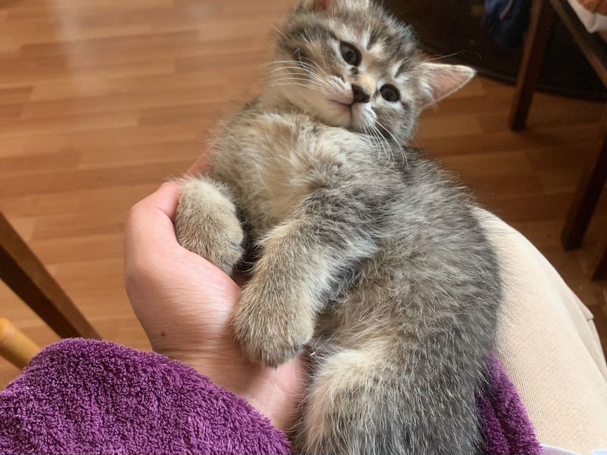 Котята