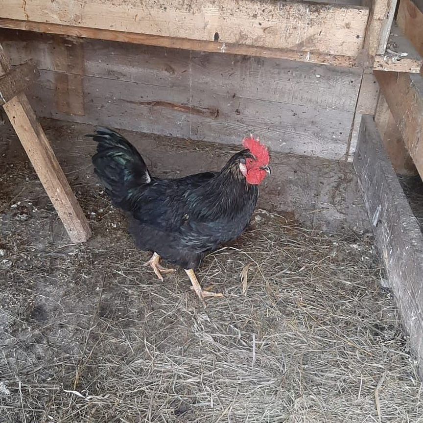 Продается молодой петушок