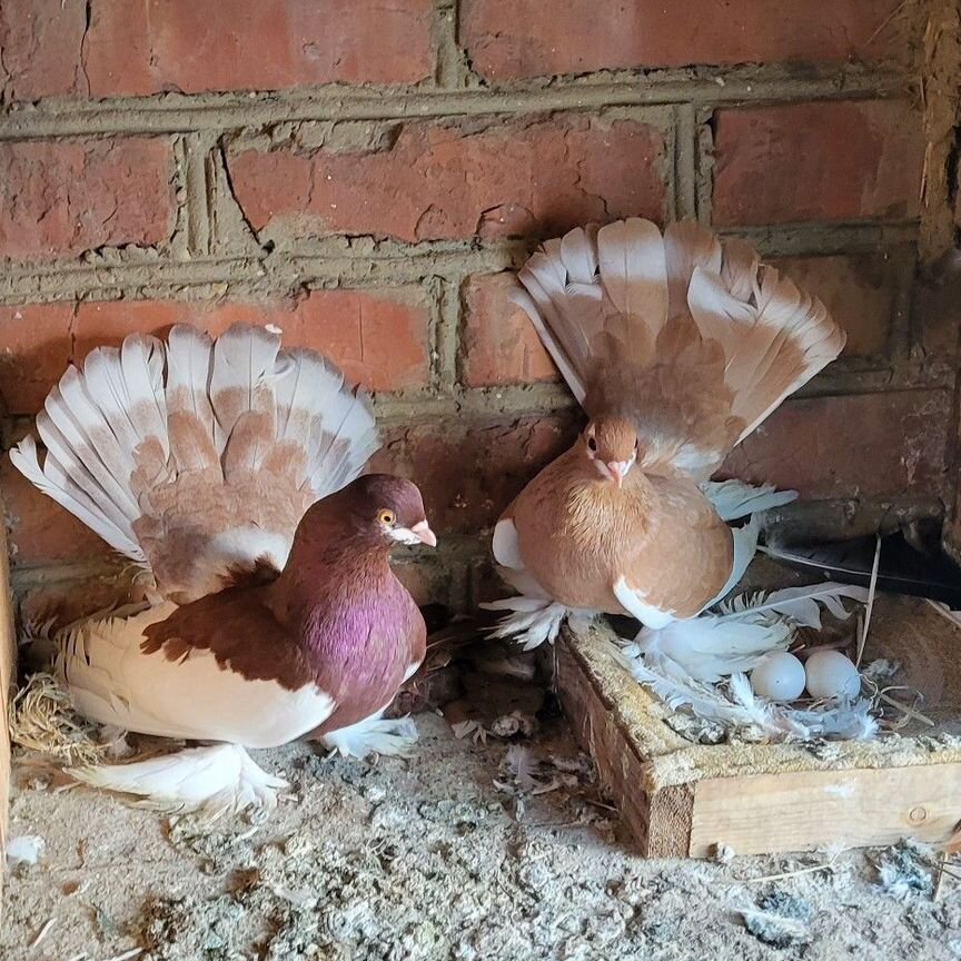 Статные голуби