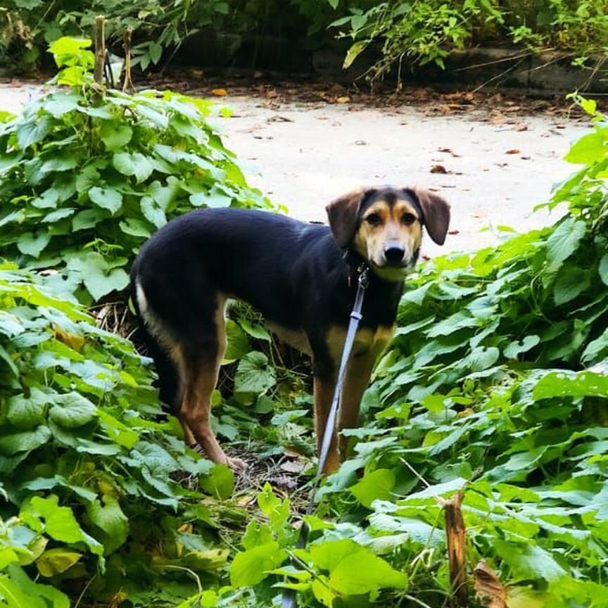 Стерилизованный супер активный пёс
