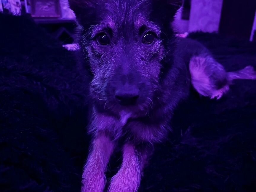 Щенок в добрые руки бесплатно