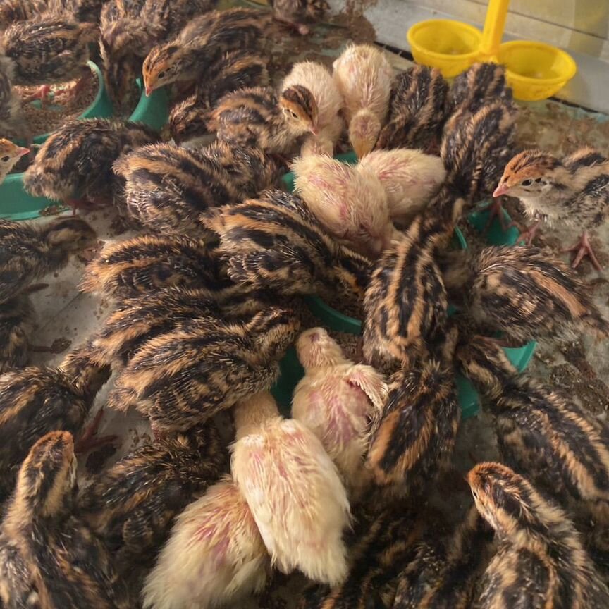 Дмитриевские перепела